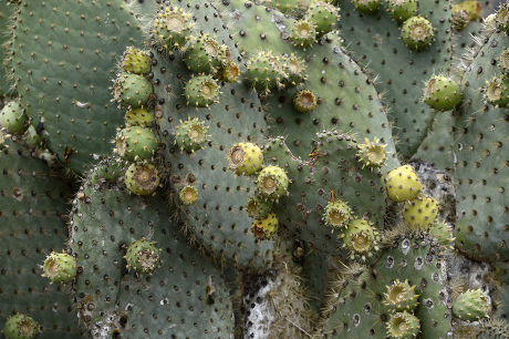 Opuntia Prickly Pear Opuntia Echios Fruit Editorial Stock Photo - Stock ...