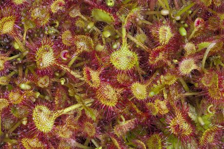 Common Sundew Drosera Rotundifolia Filz Woergl Editorial Stock Photo ...