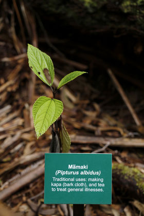 Mamaki Pipturus Albidus Sign Plant Name Editorial Stock Photo - Stock ...