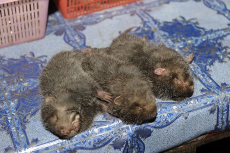 250 Dead rat Stock Pictures, Editorial Images and Stock Photos ...