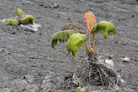 Amau Fern Sadleria Cyatheoides Red Scar Editorial Stock Photo - Stock ...