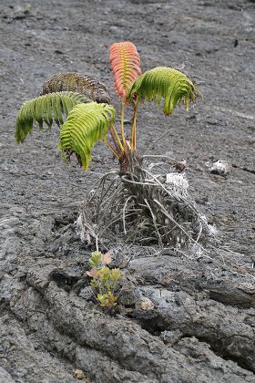 Amau Fern Sadleria Cyatheoides Red Scar Editorial Stock Photo - Stock ...
