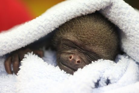 Newborn woolly monkey baby hand-reared after being rejected at birth at ...