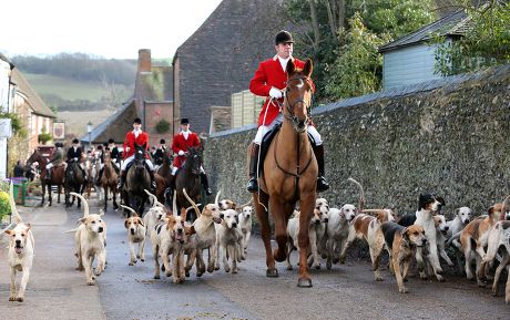 500 Foxhound Stock Pictures, Editorial Images and Stock Photos ...
