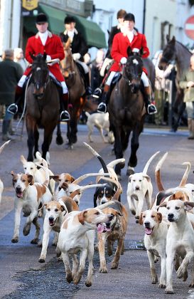 500 Foxhound Stock Pictures, Editorial Images and Stock Photos ...