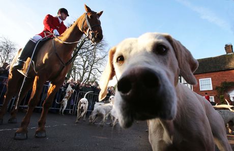 500 Foxhound Stock Pictures, Editorial Images and Stock Photos ...