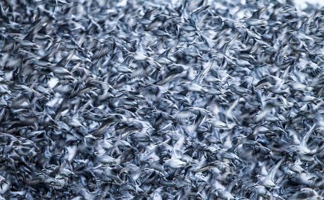 Thousands Birds Flying Together Editorial Stock Photo - Stock Image ...