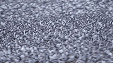 Thousands Birds Settled On Shoreline Editorial Stock Photo - Stock ...