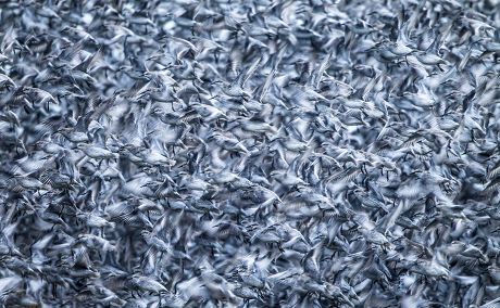Thousands Birds Flying Together Editorial Stock Photo - Stock Image ...