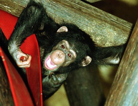 18monthold Chimpanzee Trudy Her New Home Editorial Stock Photo - Stock ...