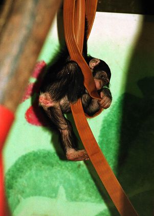 18monthold Chimpanzee Trudy Her New Home Editorial Stock Photo - Stock ...