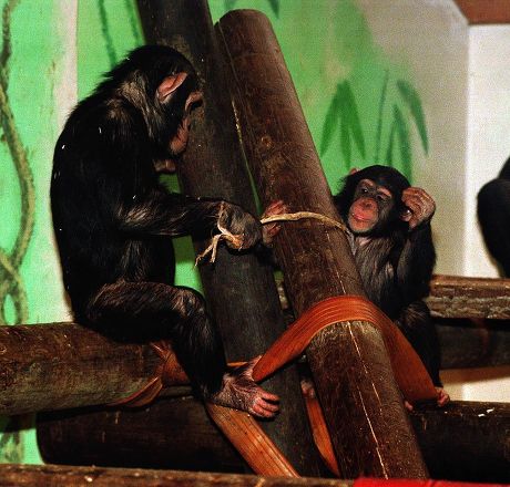 18monthold Chimpanzee Trudy Her New Home - Foto de stock de contenido ...