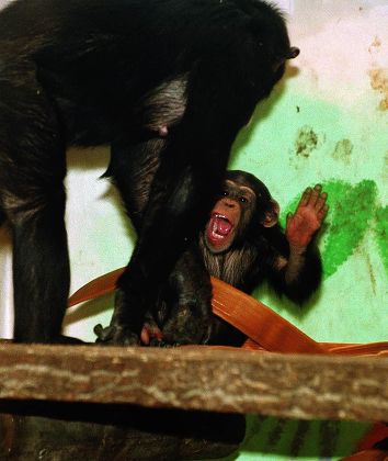 18monthold Chimpanzee Trudy Her New Home Editorial Stock Photo - Stock Image | Shutterstock