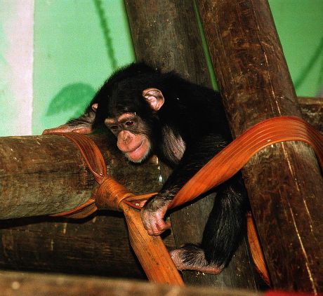 18monthold Chimpanzee Trudy Her New Home Editorial Stock Photo - Stock ...