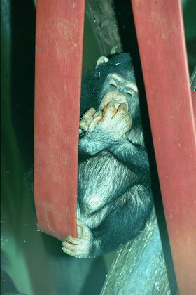 21 Chimp circus Stock Pictures, Editorial Images and Stock Photos ...
