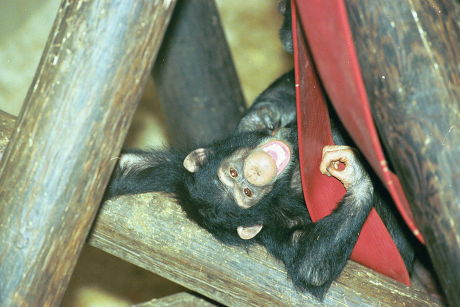 21 Chimp circus Stock Pictures, Editorial Images and Stock Photos ...