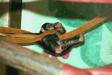 21 Chimp circus Stock Pictures, Editorial Images and Stock Photos ...