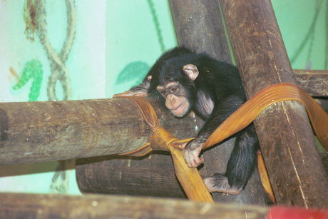 21 Chimp circus Stock Pictures, Editorial Images and Stock Photos ...