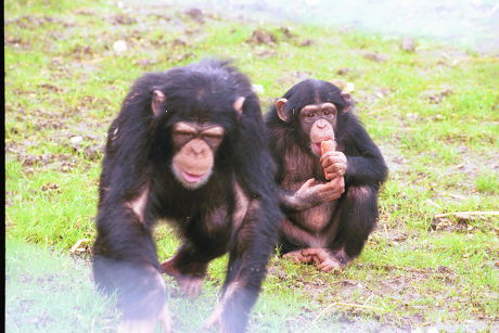 21 Chimp circus Stock Pictures, Editorial Images and Stock Photos ...