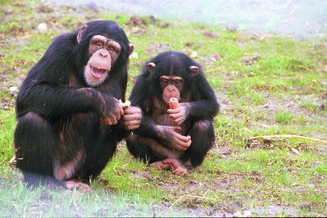 21 Chimp circus Stock Pictures, Editorial Images and Stock Photos ...