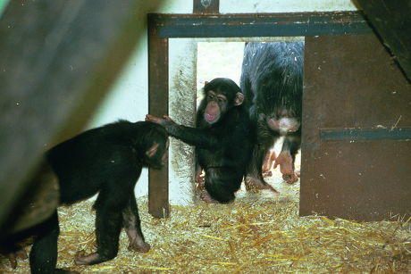 Trudy Chipperfield Chimp Playing Monkey World Editorial Stock Photo ...