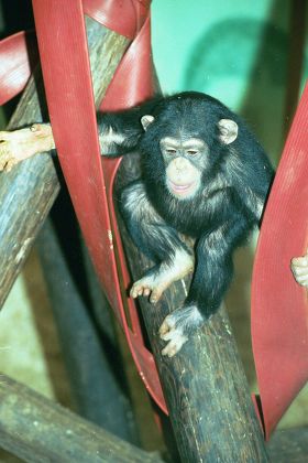 Trudy Chipperfield Chimp Playing Monkey World Editorial Stock Photo ...
