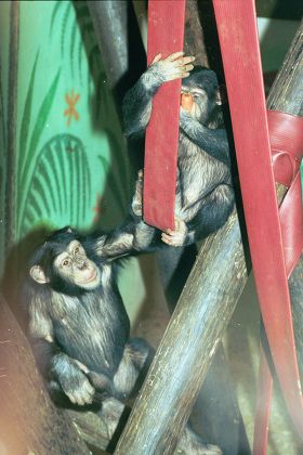 21 Chimp circus Stock Pictures, Editorial Images and Stock Photos ...