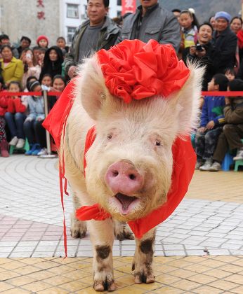 Dressed Pig Editorial Stock Photo - Stock Image | Shutterstock