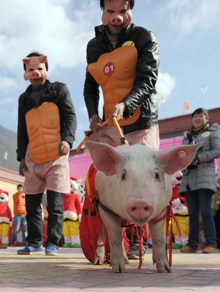 Pig Owner Festival Editorial Stock Photo - Stock Image | Shutterstock