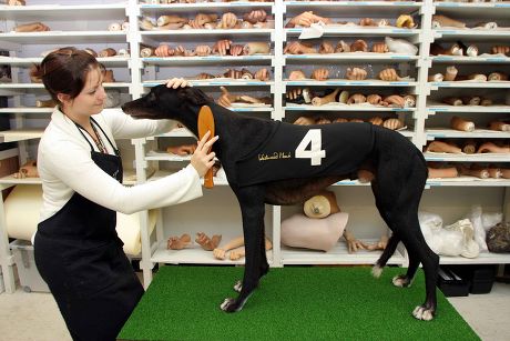 Madame Tussaudss First Canine Sports Personality Editorial Stock Photo ...