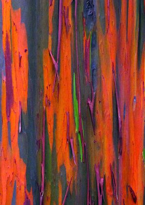 Rainbow eucalyptus tree, which naturally has multicoloured bark, Kauai ...