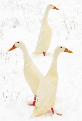 Indian Runner Geese Chill Out Snow Editorial Stock Photo - Stock Image ...