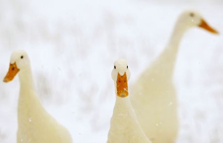 Indian Runner Geese Chill Out Snow Editorial Stock Photo - Stock Image ...