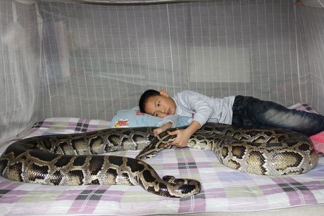 Li Binzhe Huge Snake Editorial Stock Photo - Stock Image | Shutterstock