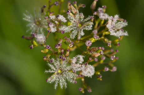 Marsh Valerian Valeriana Dioica Seed Head Editorial Stock Photo - Stock ...