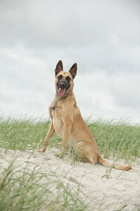 Hollandse Herdershond Dutch Shepherd Sitting On Editorial Stock Photo ...