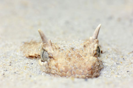 23 Long venomous snake Stock Pictures, Editorial Images and Stock ...