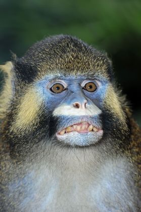17 Moustached monkey Stock Pictures, Editorial Images and Stock Photos ...