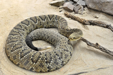 25 Mexican green rattler Stock Pictures, Editorial Images and Stock ...
