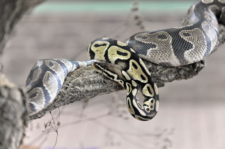 Ball Python Royal Python Python Regius Editorial Stock Photo - Stock Image | Shutterstock