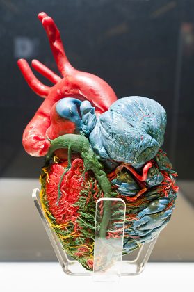 Plastination Specimen Arteries Veins Human Heart Editorial Stock Photo ...
