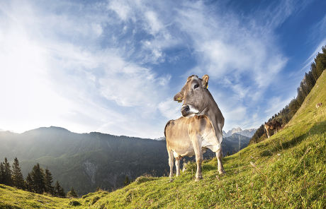 Cow Without Horns Brown Swiss Cattle Editorial Stock Photo - Stock ...