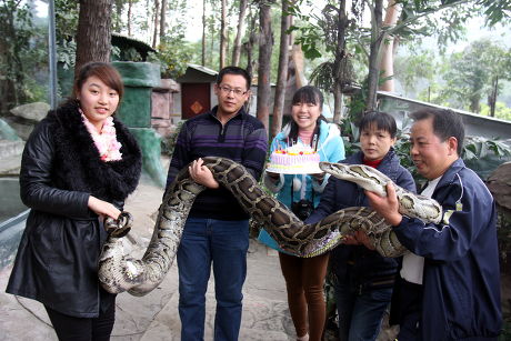 Family Present Boa Constrictor Birthday Cake Editorial Stock Photo ...