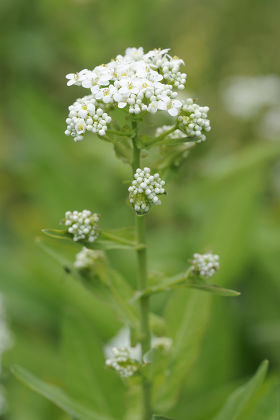 Garlic Cress Peltaria Alliacea Flowers Native Editorial Stock Photo ...