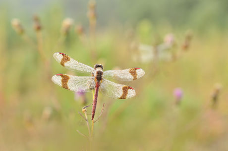 Banded Darter Dragonfly Sympetrum Pedemontanum Near Editorial Stock ...