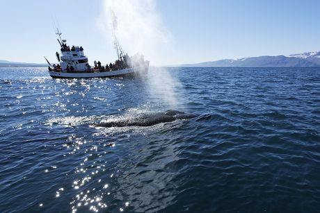 70 Boat splashes water Stock Pictures, Editorial Images and Stock ...