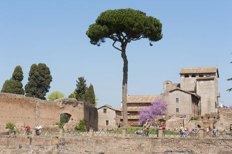 Roman Antiquity Palatine Hill Stone Pine Editorial Stock Photo - Stock ...