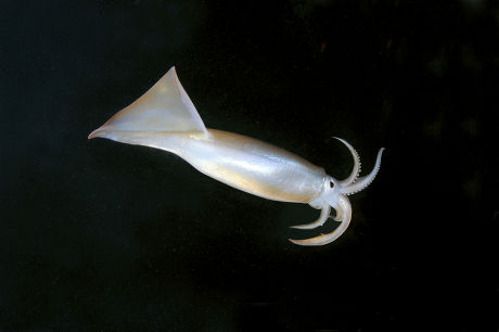 Japanese Common Squid Japanese Flying Squid Editorial Stock Photo ...