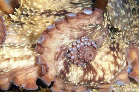 30 Enteroctopus Stock Pictures, Editorial Images and Stock Photos ...