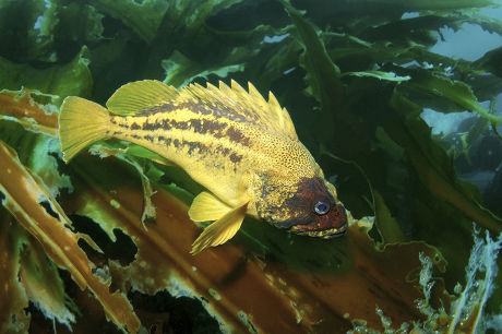 50 Rockfish Stock Pictures, Editorial Images and Stock Photos ...